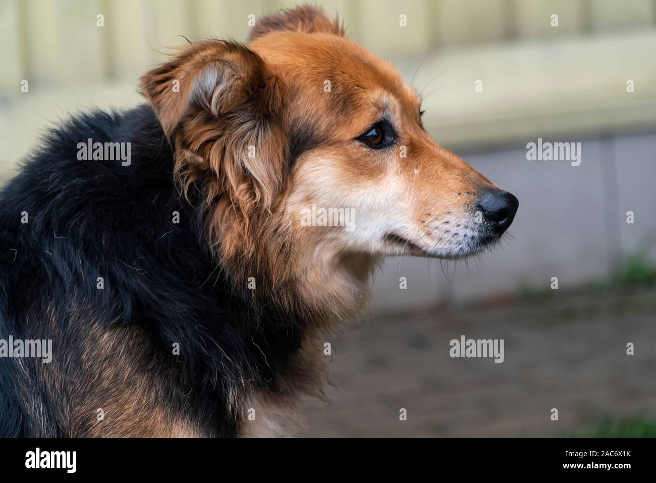 Mongrel stray crossbreed hi-res stock photography and images - Alamy