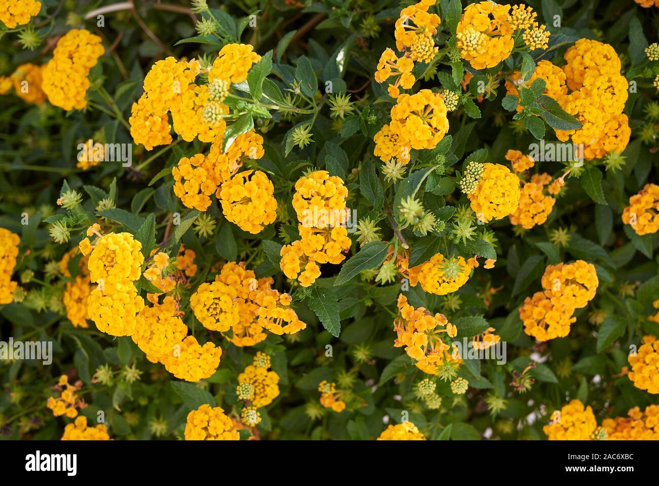 yellow flowers of Lantana camara shrub Stock Photo - Alamy