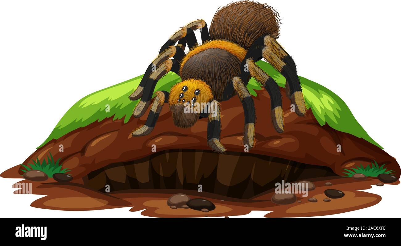 Nature scene with tarantula spider on rock illustration Stock Vector ...