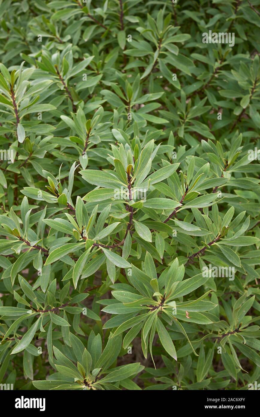 evergreen foliage of Myoporum laetum shrub in summer Stock Photo - Alamy