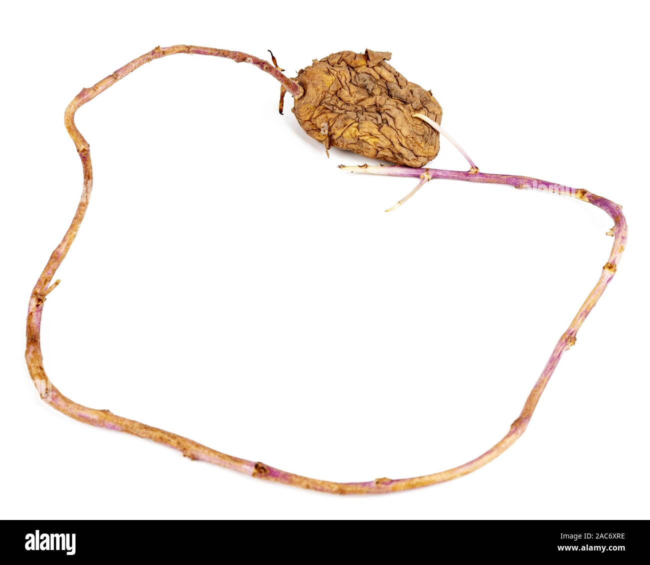 Old germinated yellow potato isolated on white background. Big sprouts ...