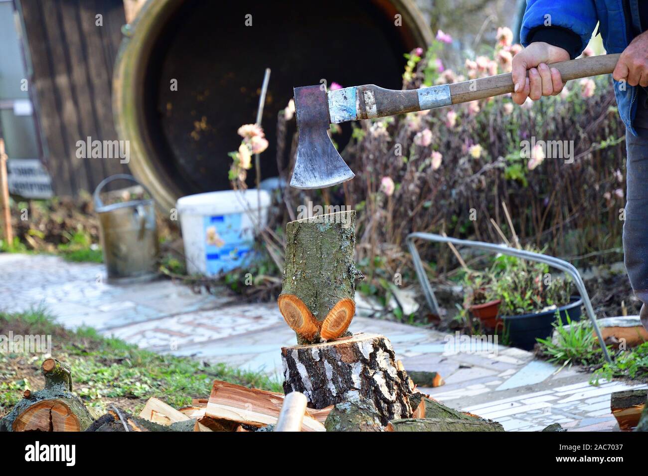 Splitting wood with an ax into smaller logs in traditional way Stock ...