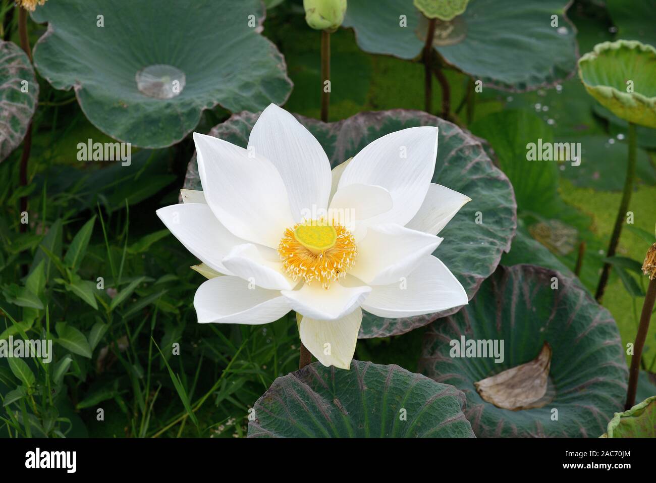 Lotusblumen hi-res stock photography and images - Alamy