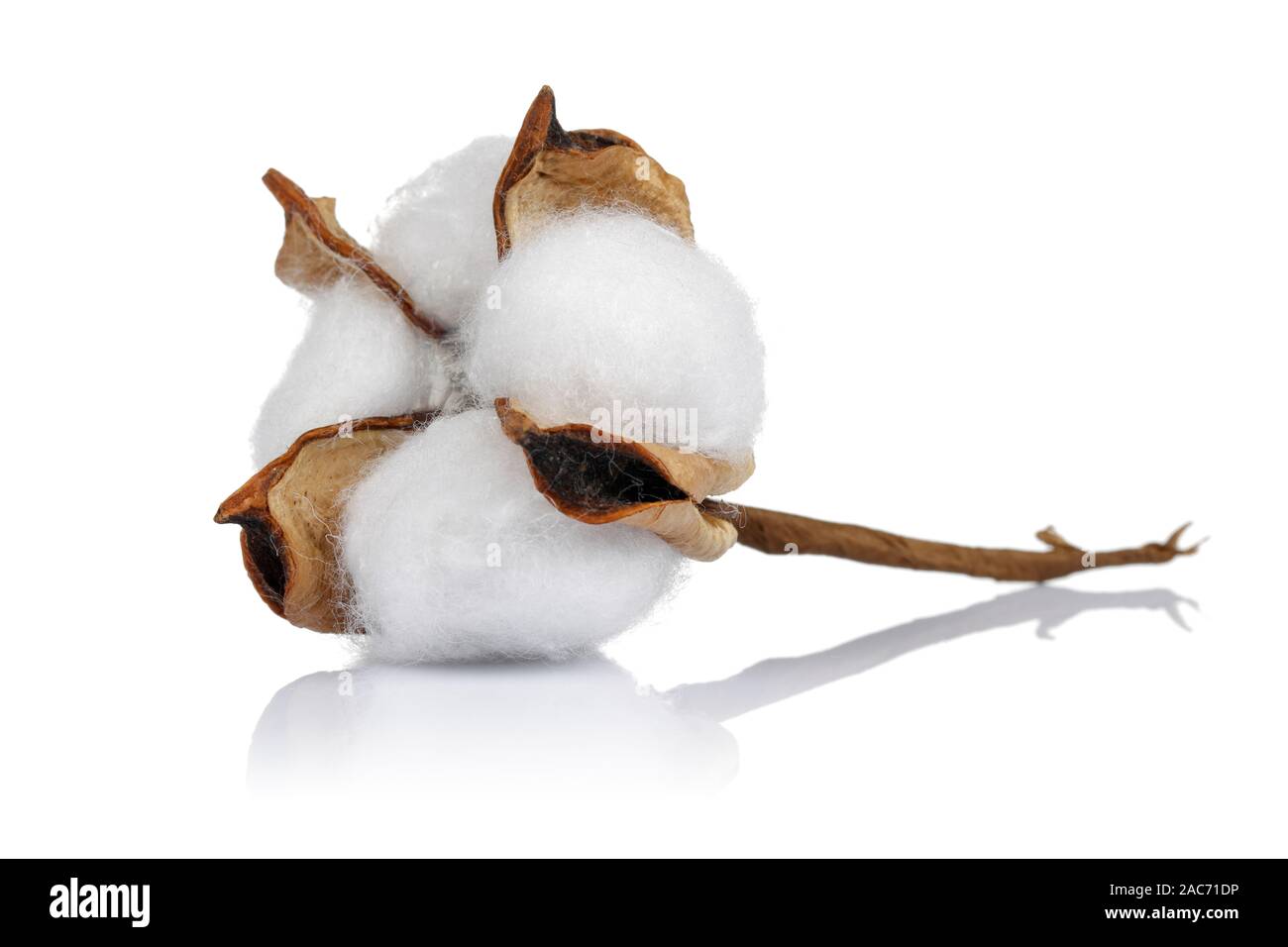 Cotton boll isolated on white background. Studio shot Stock Photo - Alamy