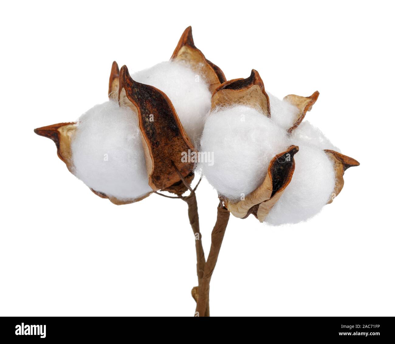 Cotton boll isolated on white background. Studio shot Stock Photo - Alamy