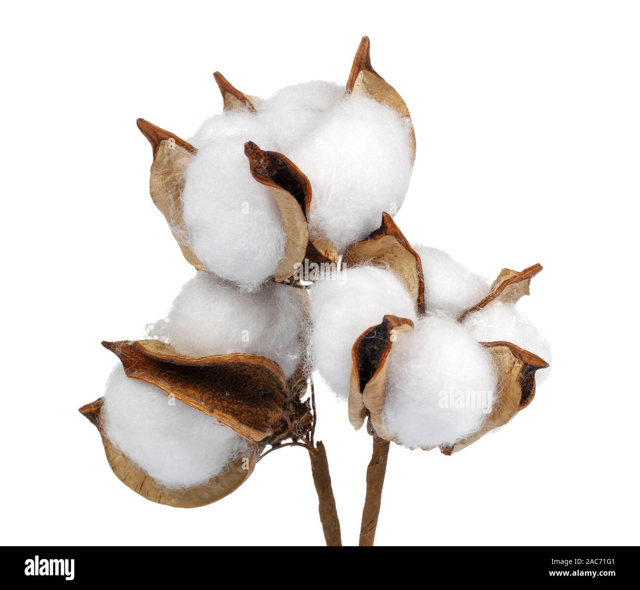 Cotton boll isolated on white background. Studio shot Stock Photo - Alamy