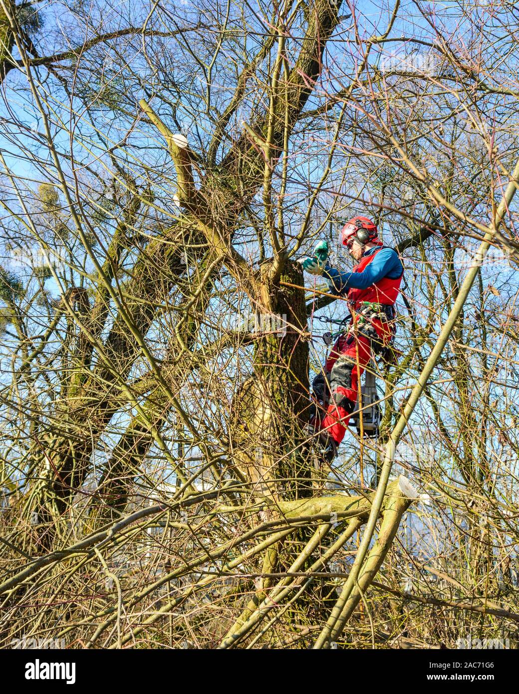 Treeworker doing his arduous and demanding job Stock Photo - Alamy