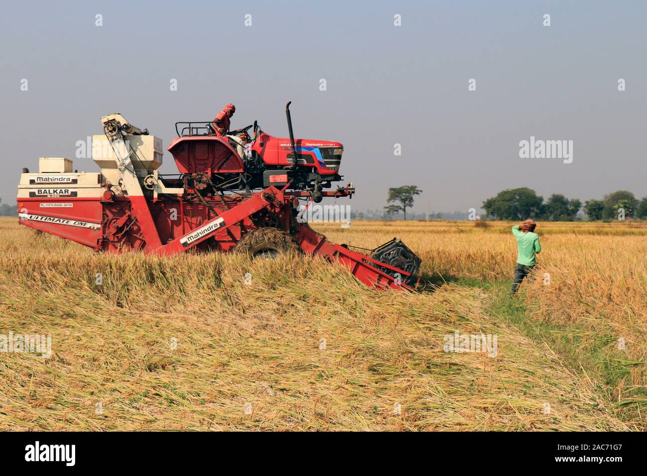 Harvesting Rice High Resolution Stock Photography and Images - Alamy