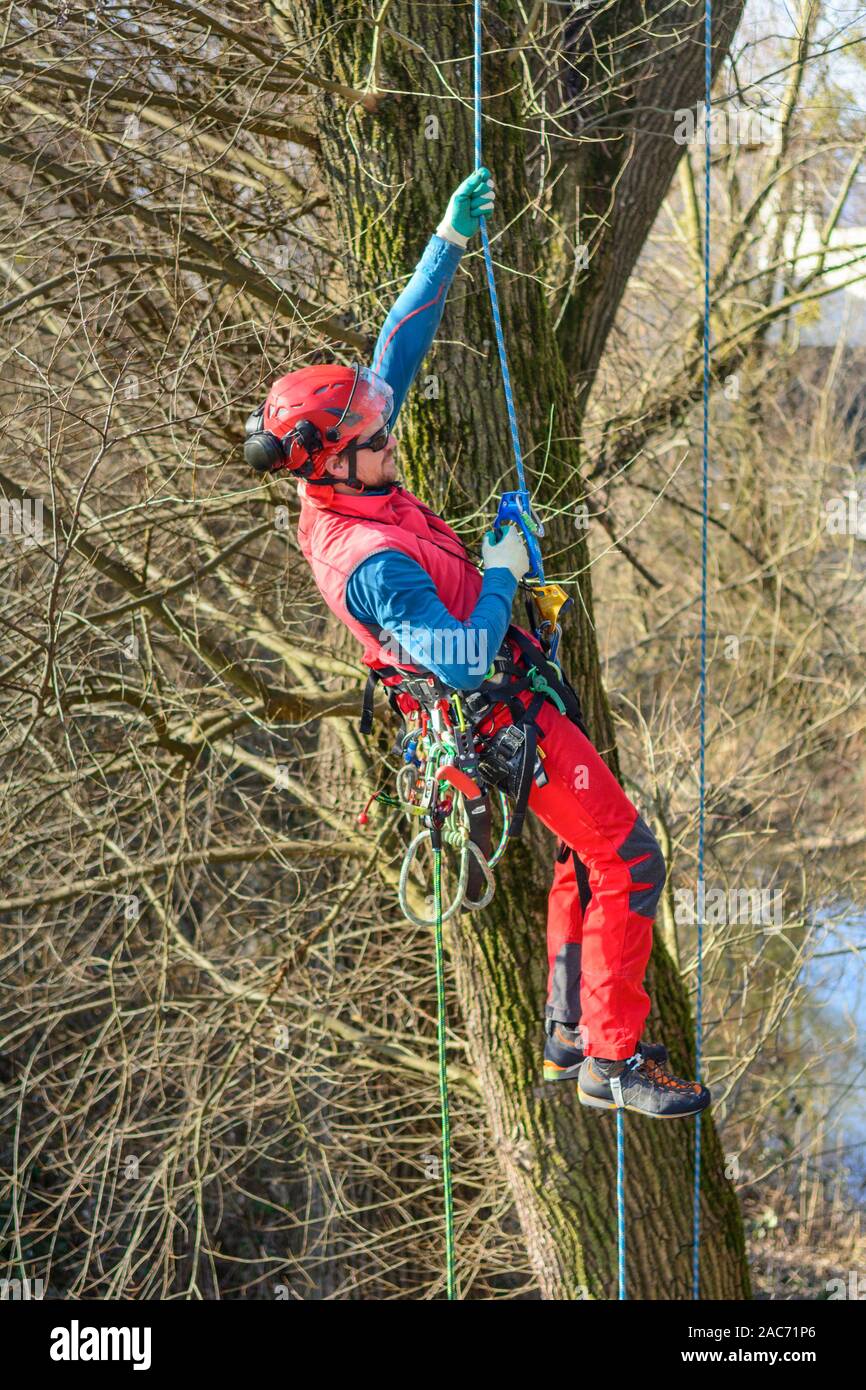Treeworker doing his arduous and demanding job Stock Photo - Alamy
