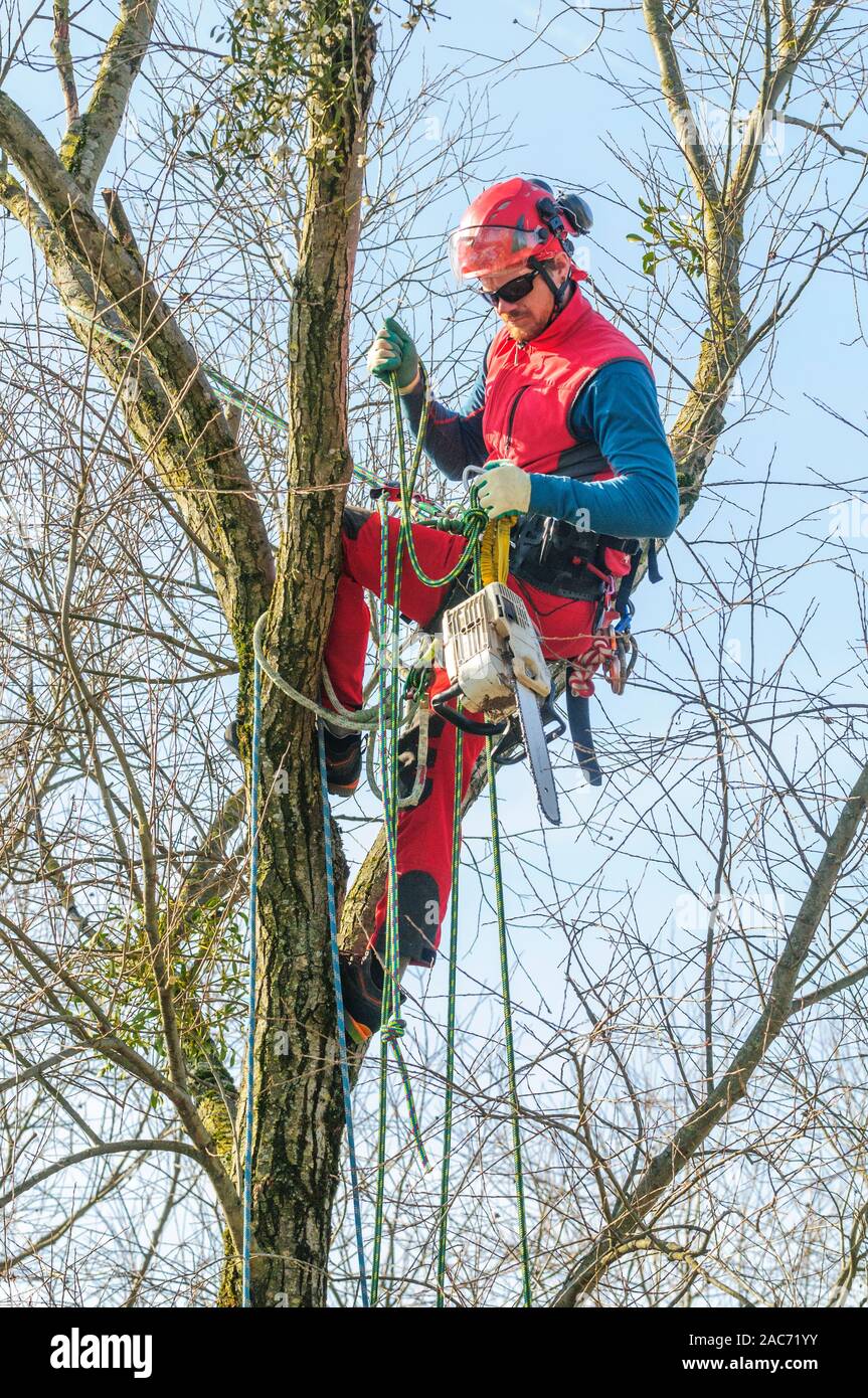 Treeworker doing his arduous and demanding job Stock Photo - Alamy