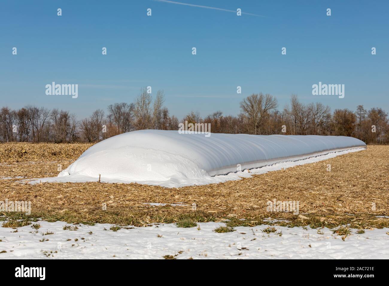 Temporary outdoor grain bag storage system full of corn in cornfield ...