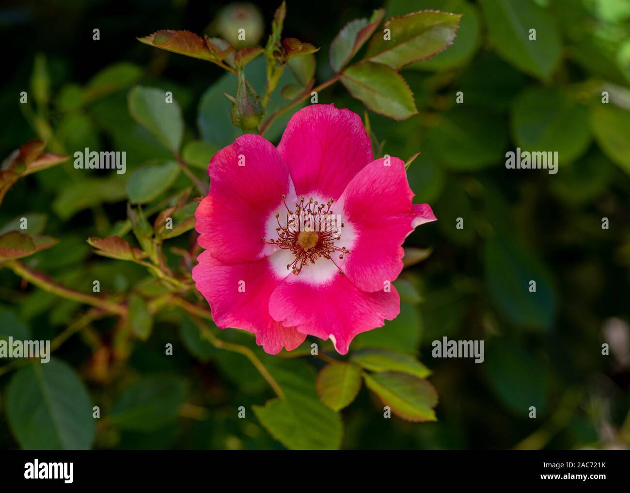 Pink California wild rose (Rosa californica) in nature, viewed from ...
