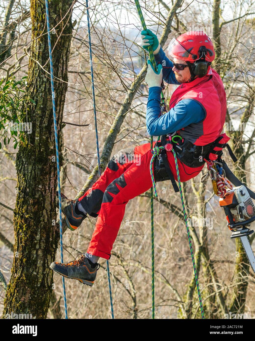 Treeworker doing his arduous and demanding job Stock Photo - Alamy