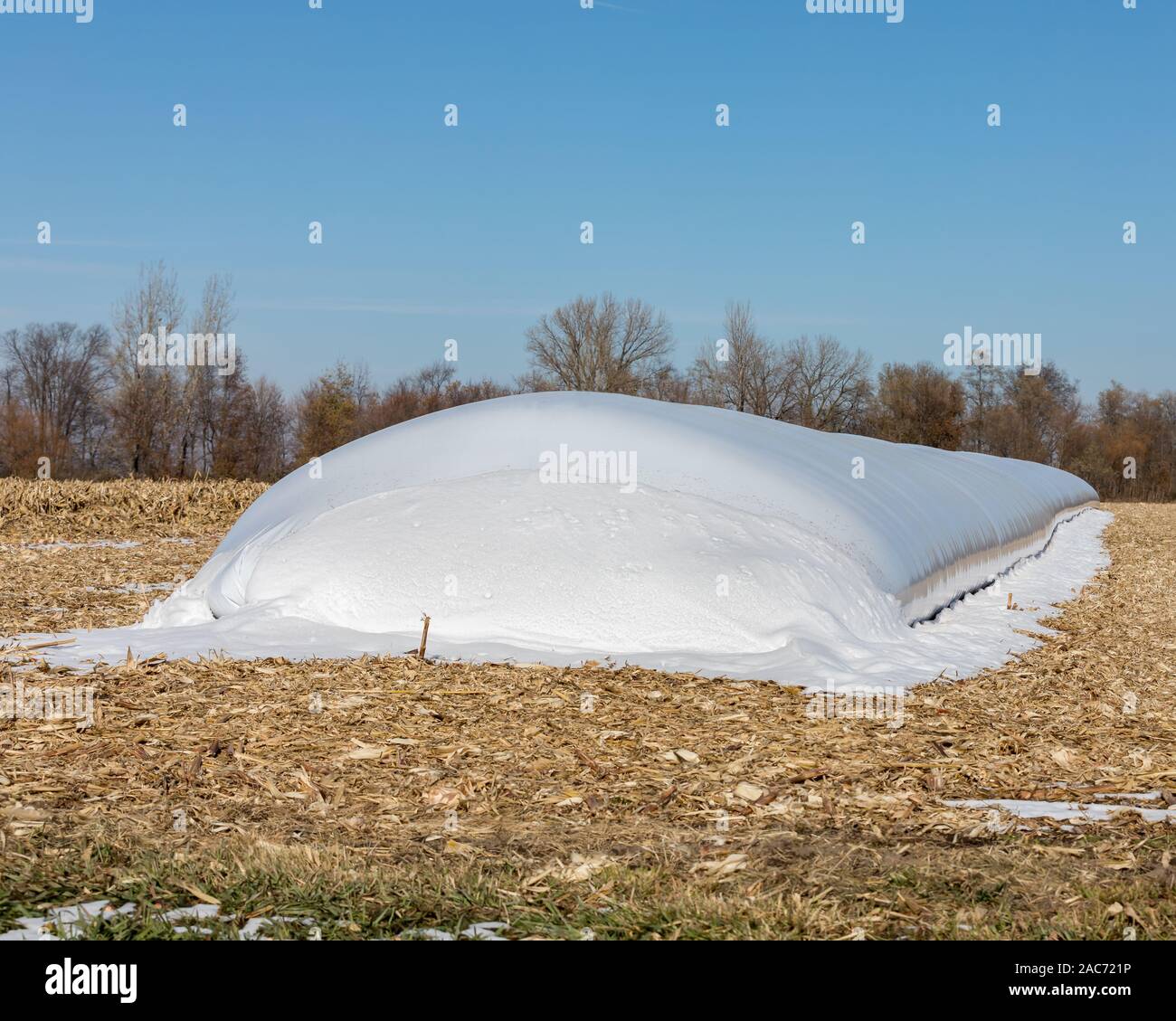 Temporary outdoor grain bag storage system full of corn in cornfield ...