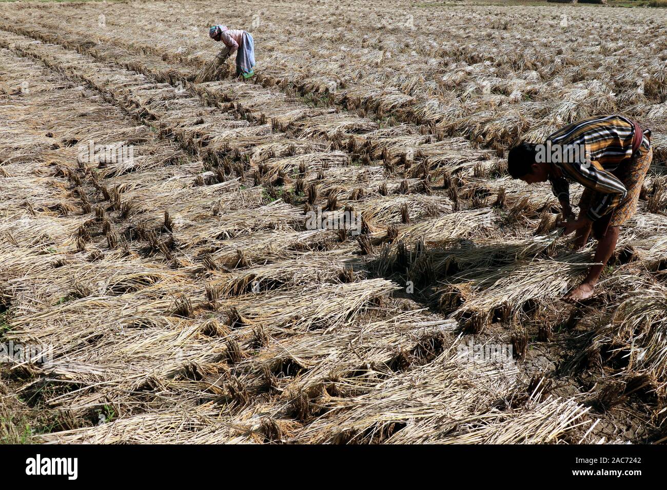 Working people in paddy field. Farmers cutting and binding crops from ...