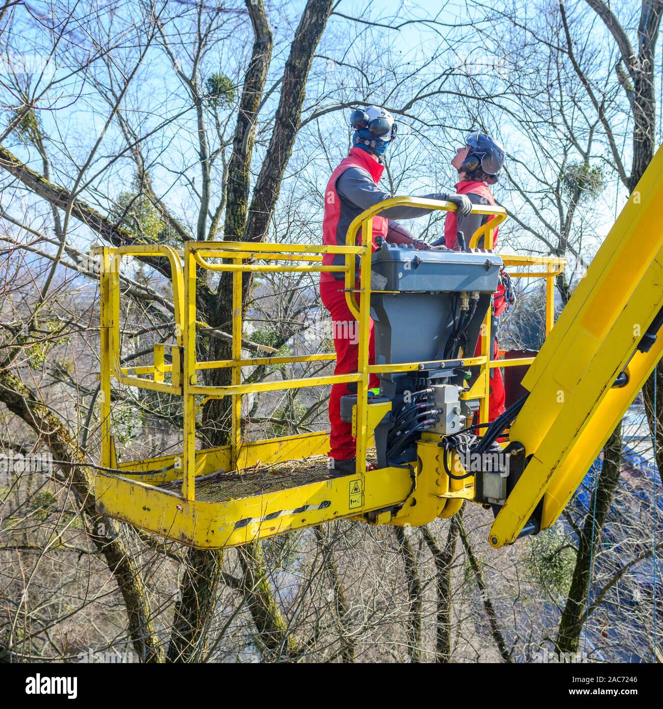 Treeworker doing his arduous and demanding job Stock Photo - Alamy