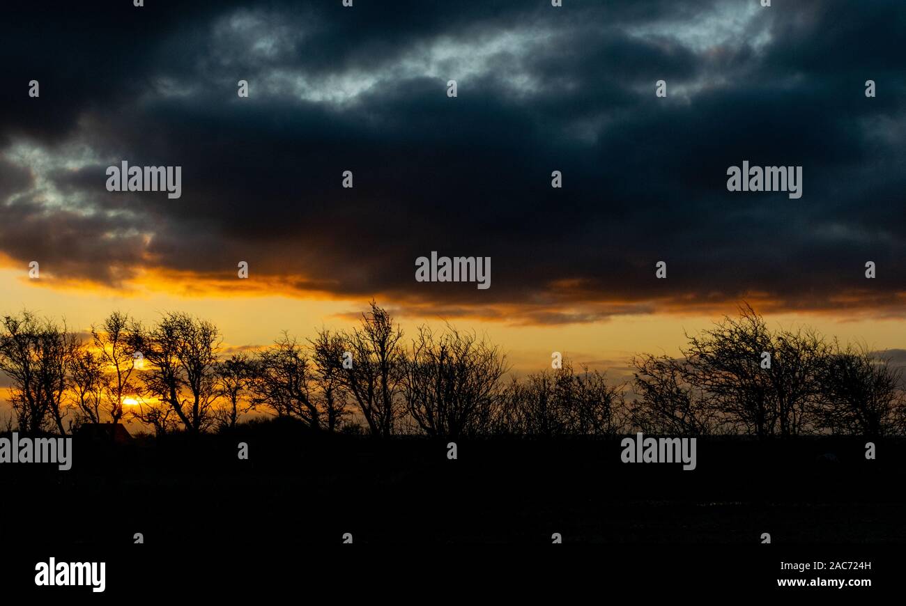 colorful sunrise on a windy morning with black tree silhouettes in the ...