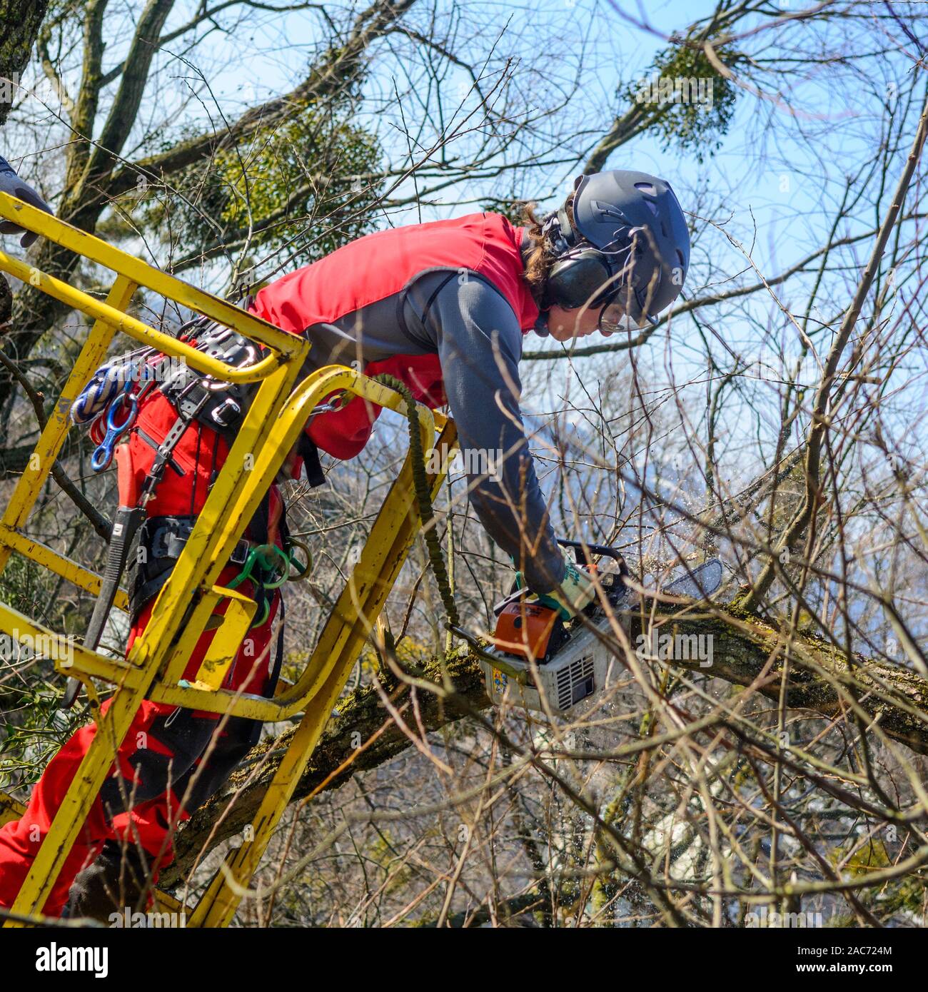Treeworker doing his arduous and demanding job Stock Photo - Alamy
