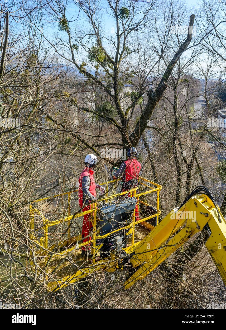 Treeworker doing his arduous and demanding job Stock Photo - Alamy