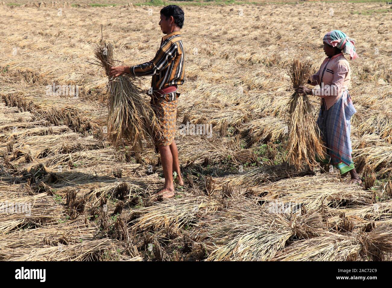 Working people in paddy field. Farmers cutting and binding crops from ...