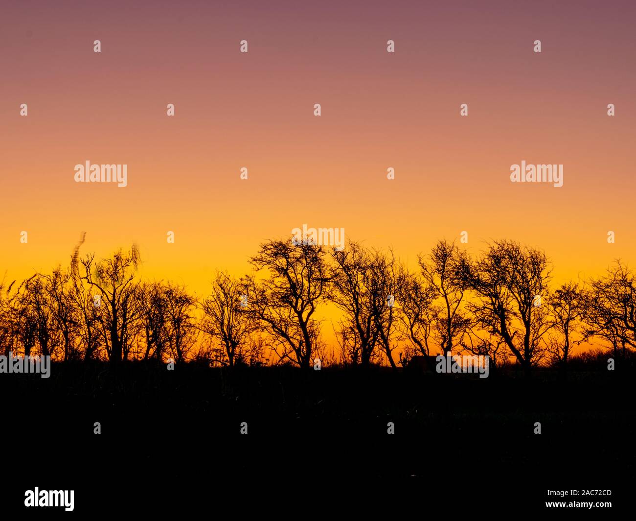 colorful sunrise on a windy morning with black tree silhouettes in the ...
