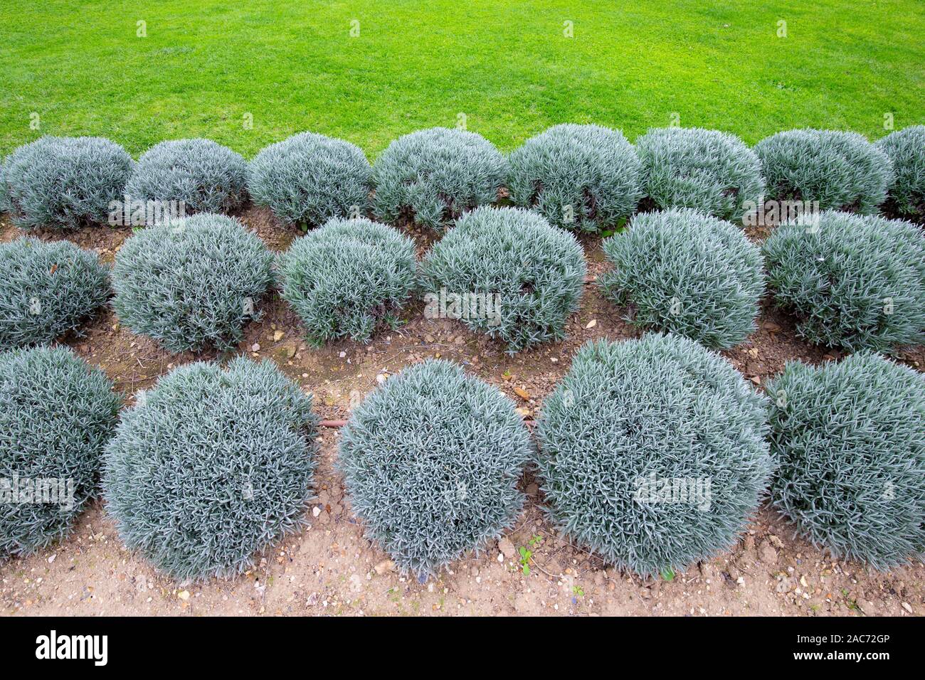 Boxwood balls hi-res stock photography and images - Alamy