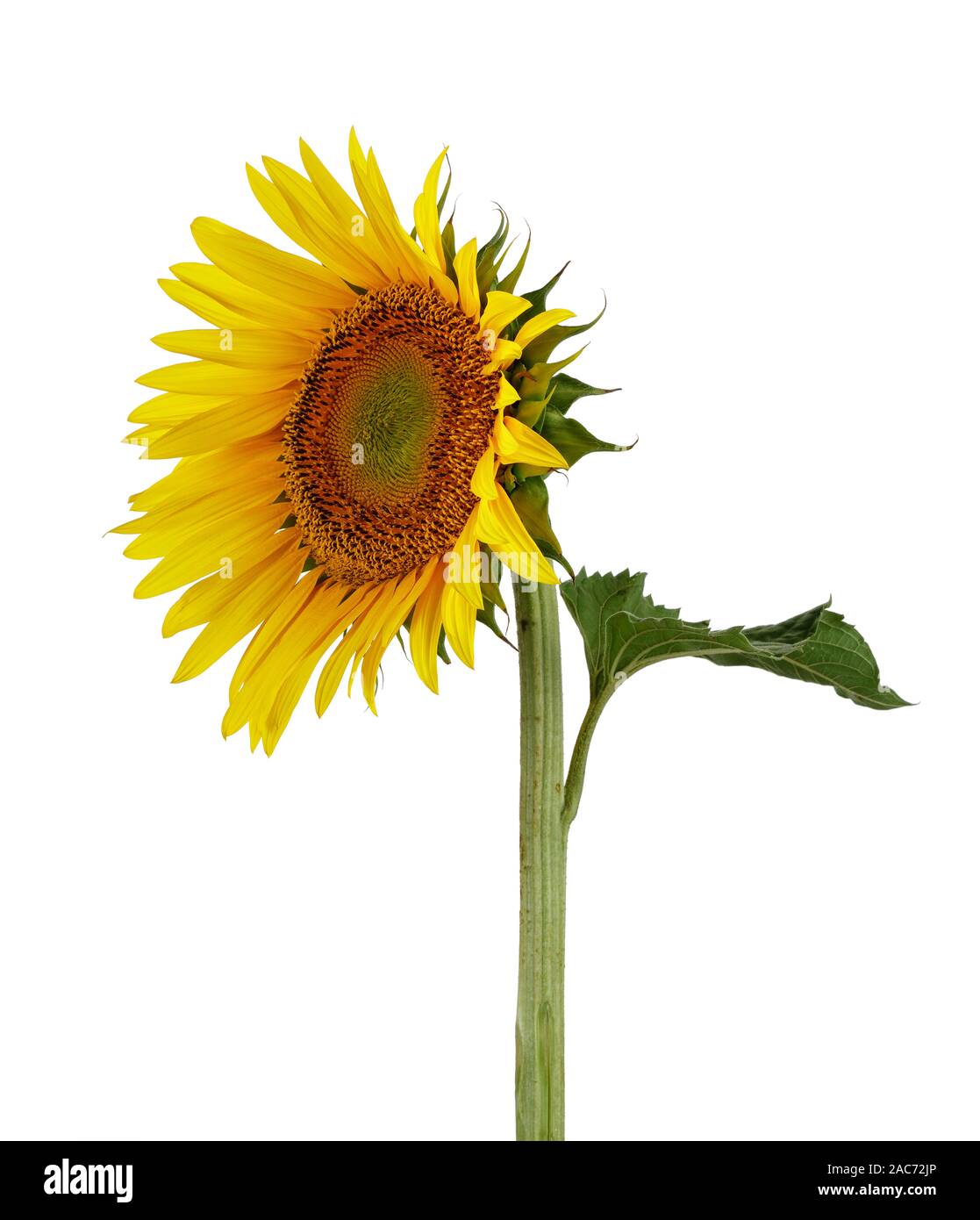 Single Sunflower with leaf isolated on white background Stock Photo - Alamy