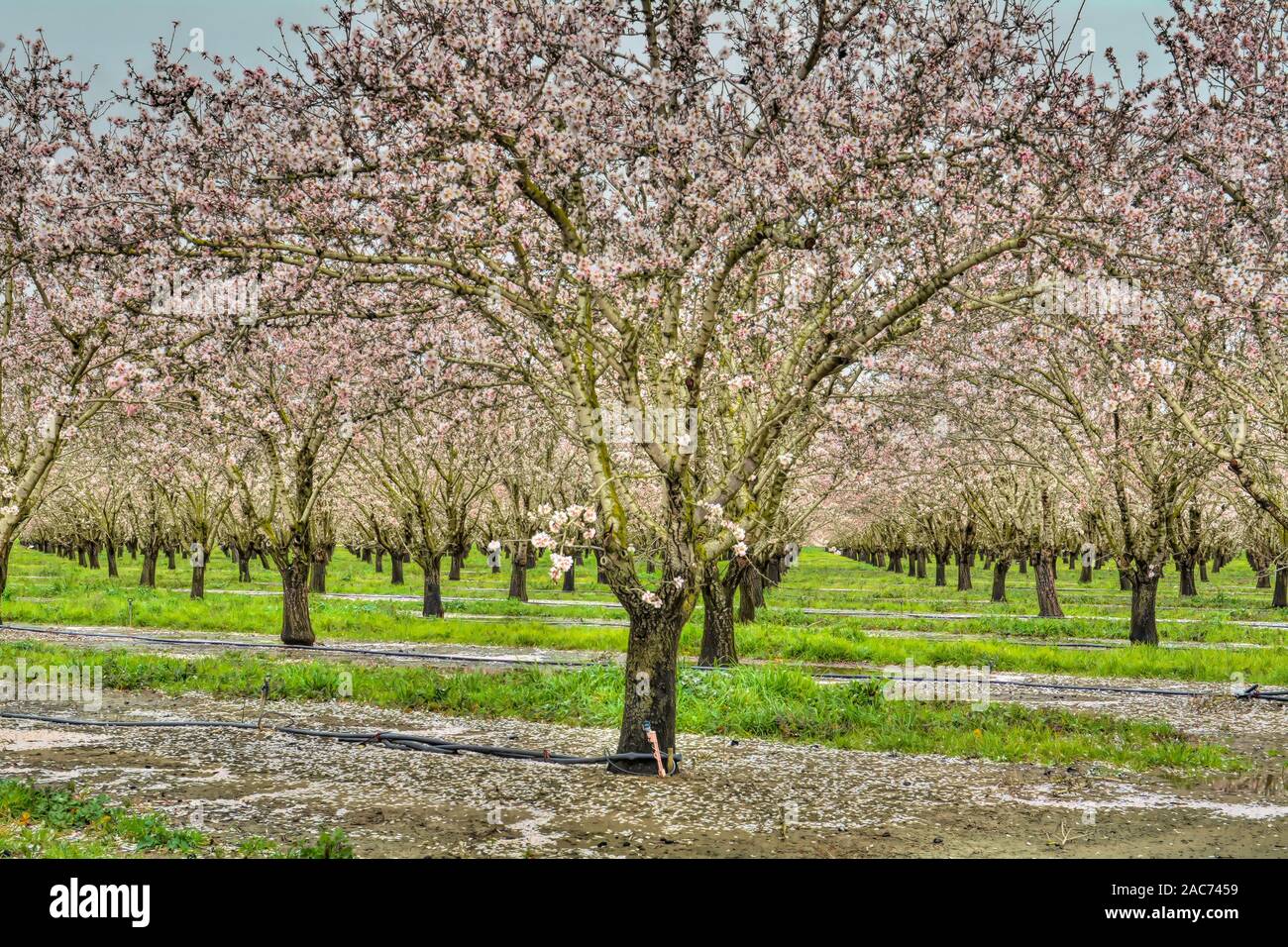 Panoramic view of almond blossoms in orchard in the beginning of the ...