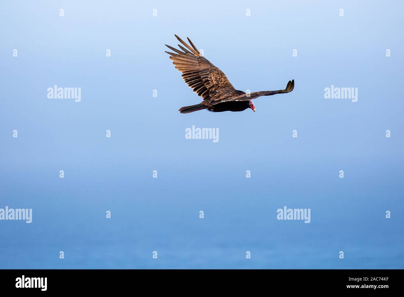 Vulture wings hi-res stock photography and images - Alamy