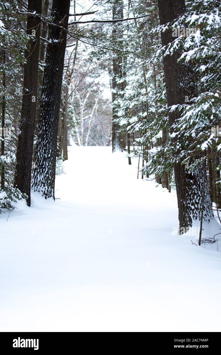 Snow covered driveway in the forest vertical Stock Photo - Alamy