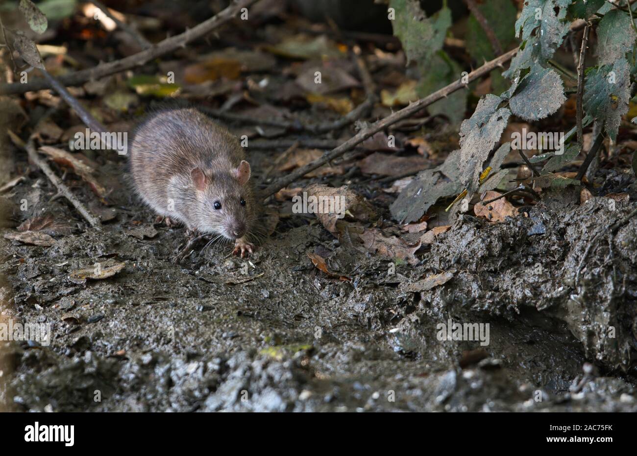 Norway rat hi-res stock photography and images - Alamy