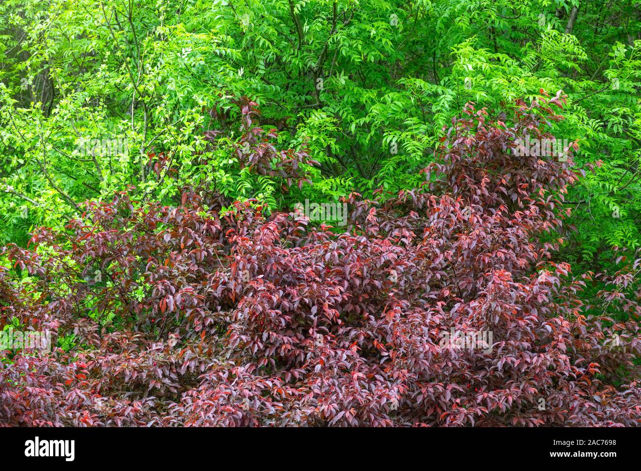 Green and dark red leaves on spring trees Natural background. Spring or ...