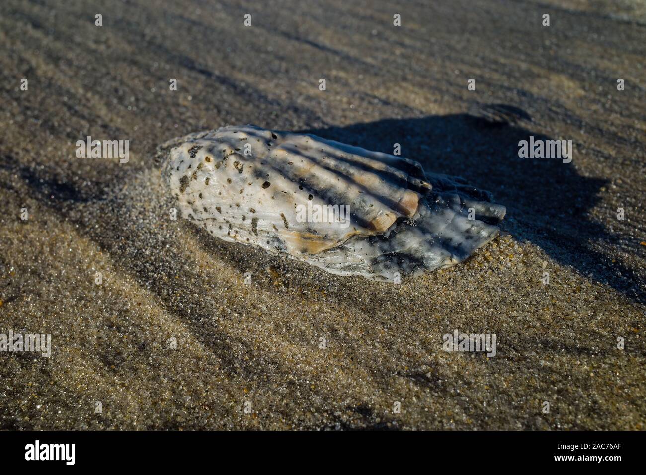 Atlantic armor hi-res stock photography and images - Alamy