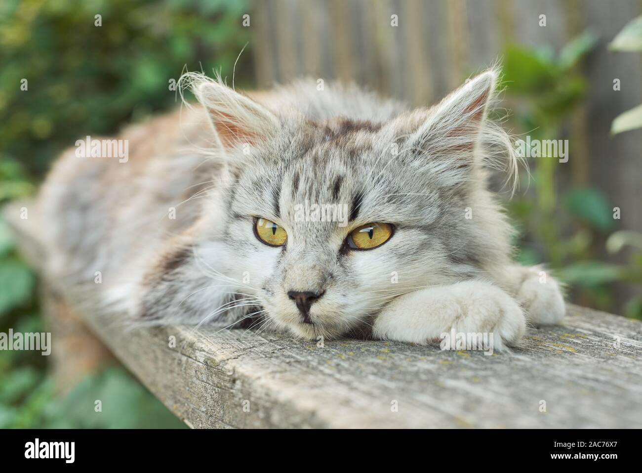 Fluffy Gray Cat Outside