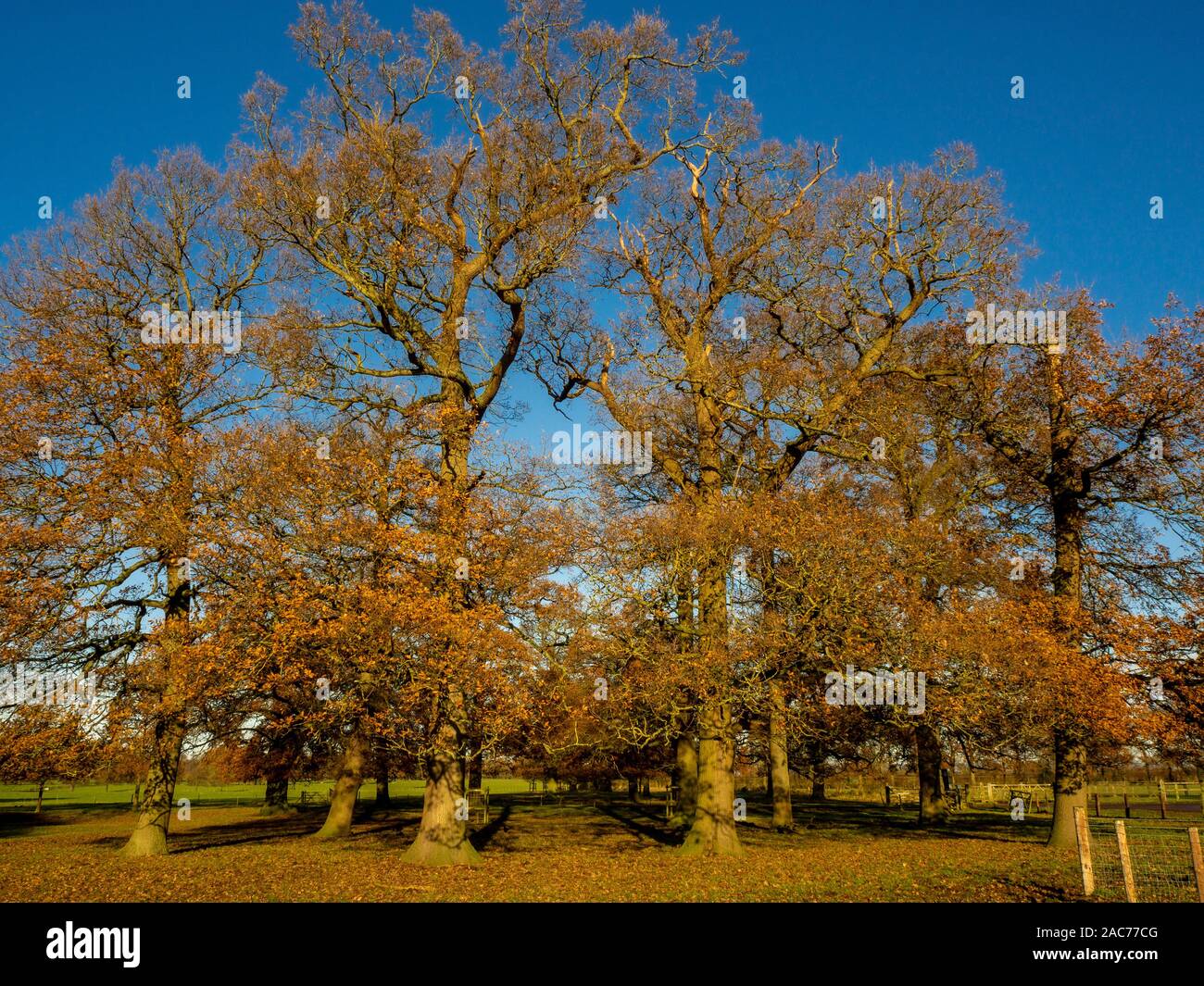 Oak trees in a park in sunlight with late autumn foliage and a blue sky ...
