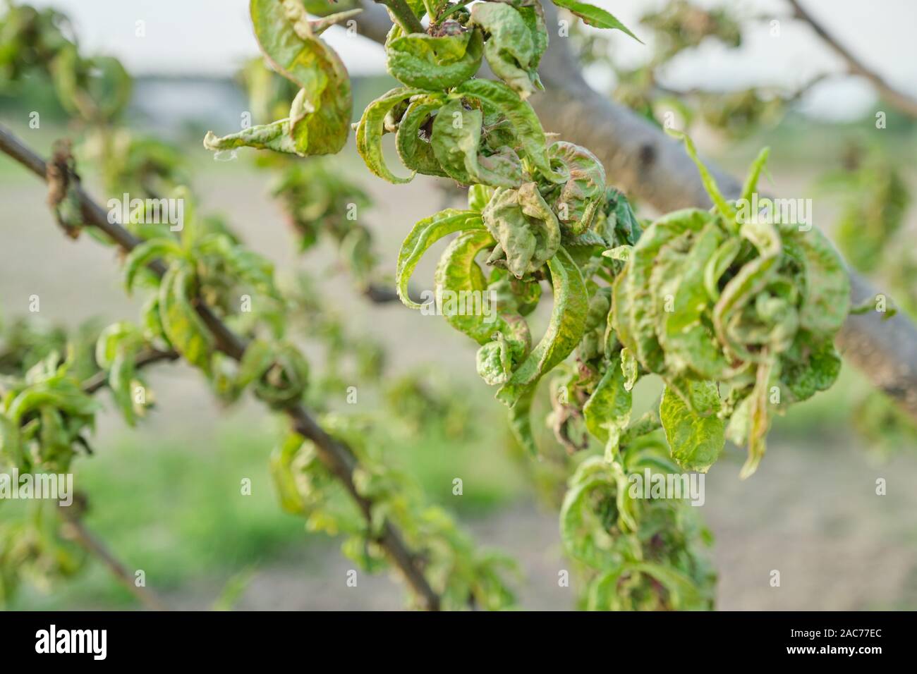 Peach tree affected by fungal diseases, spring season in the garden ...