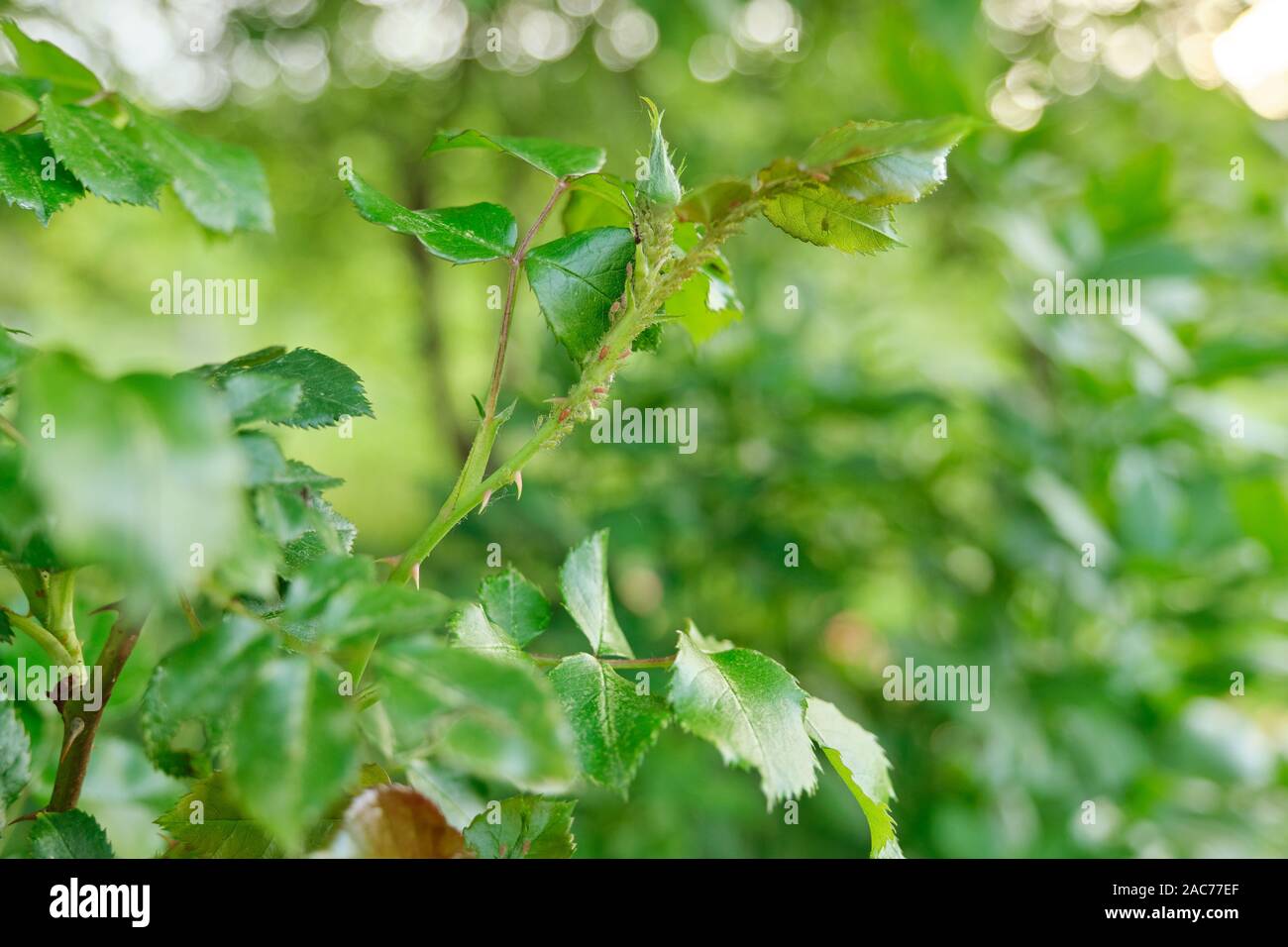 Spring season, rose bush, close-ups of insects aphid pests Stock Photo ...
