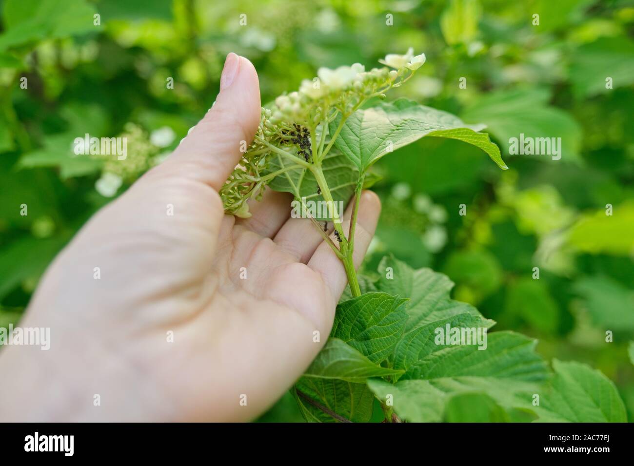 Spring season, bush of viburnum, closeup of insects aphid pests Stock ...