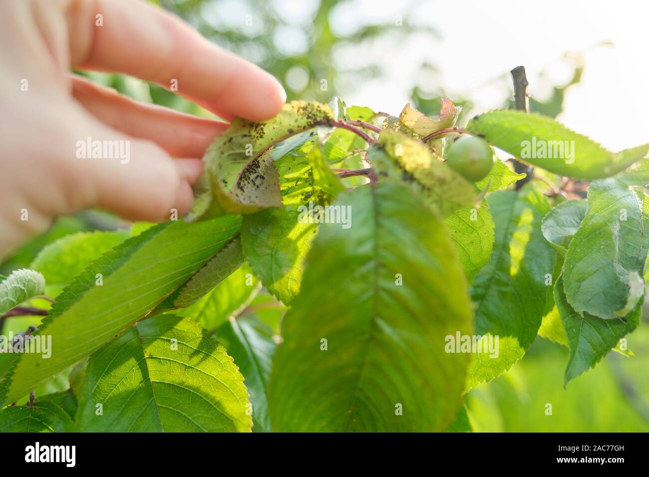 Spring season, cherry tree, close-ups of insects aphid pests Stock ...
