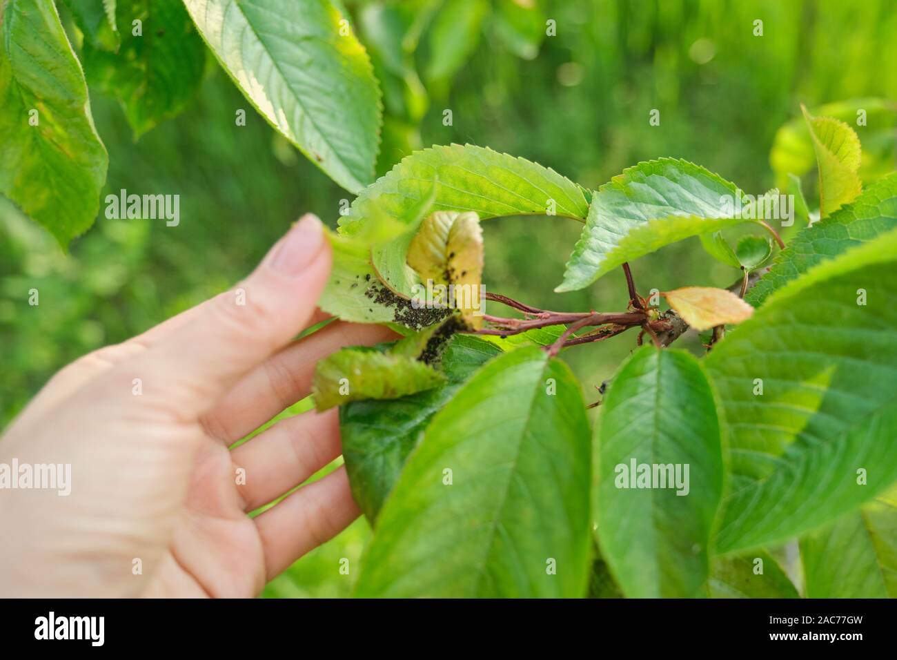 Spring season, cherry tree, close-ups of insects aphid pests Stock ...