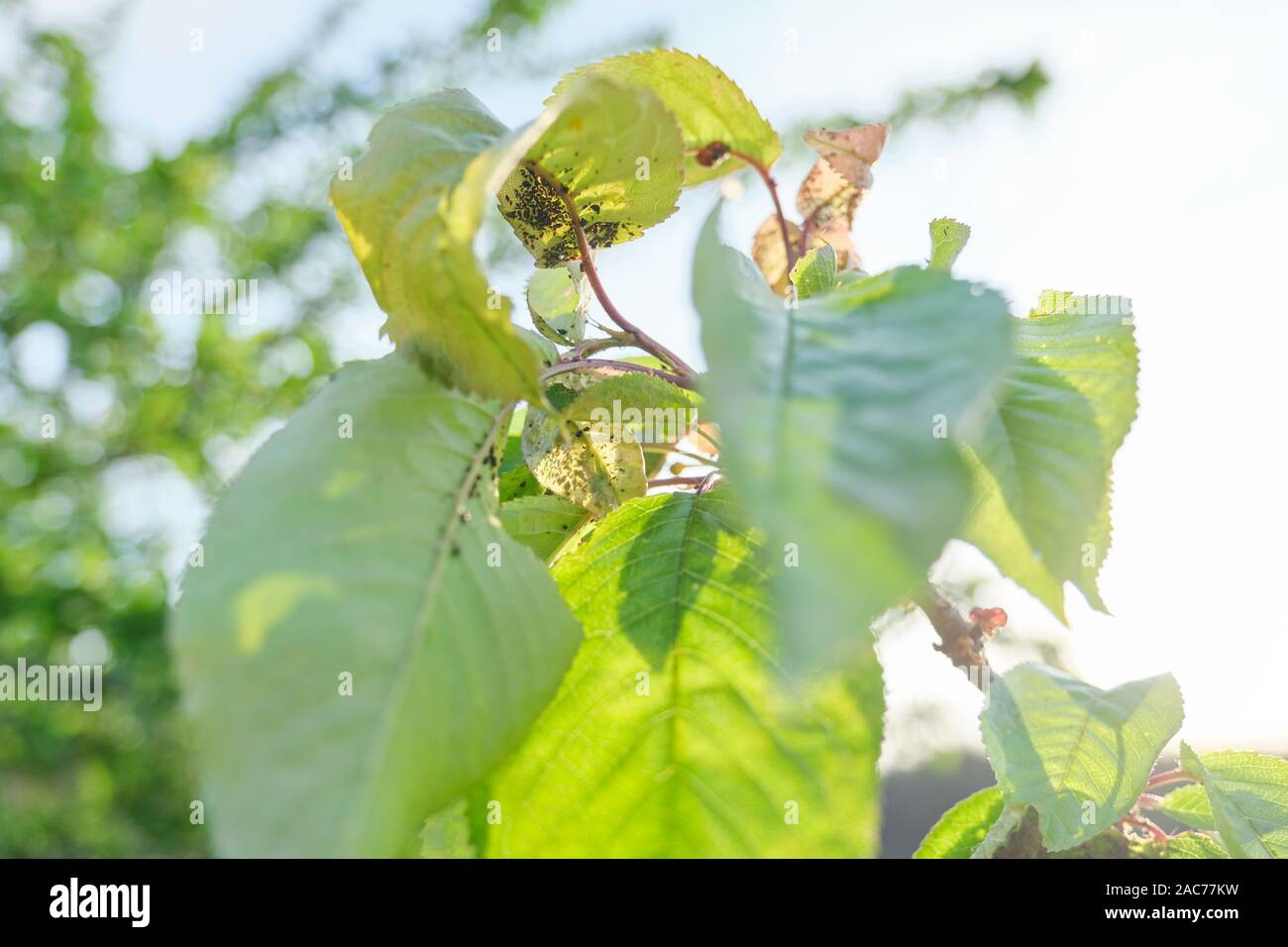 Spring season, cherry tree, close-ups of insects aphid pests Stock ...