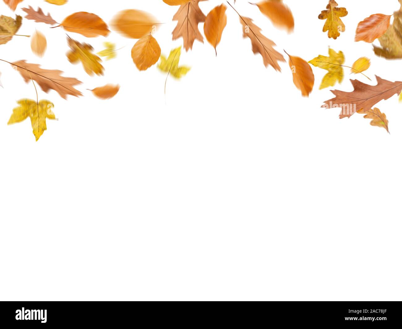 Collection beautiful colorful different autumn leaves, blowing through ...
