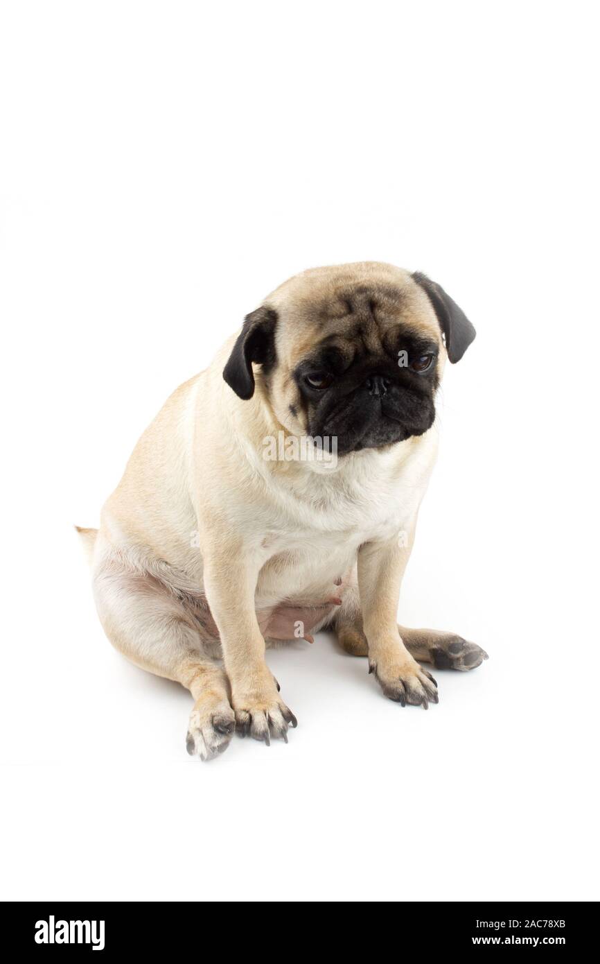 Cute pug dog looking innocent. Very sad dog isolated Stock Photo - Alamy