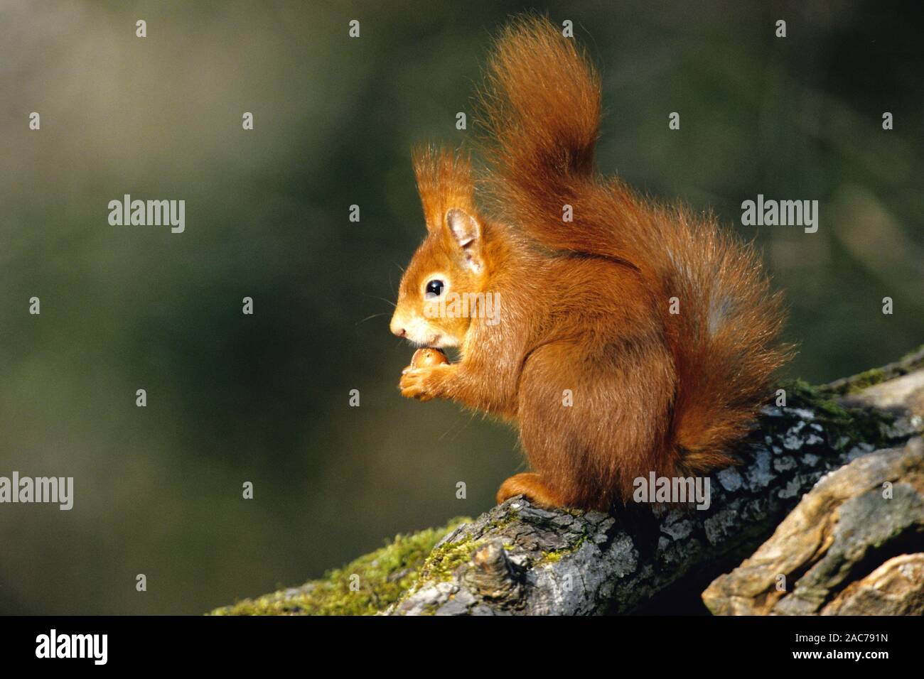 Eichel hi-res stock photography and images - Alamy