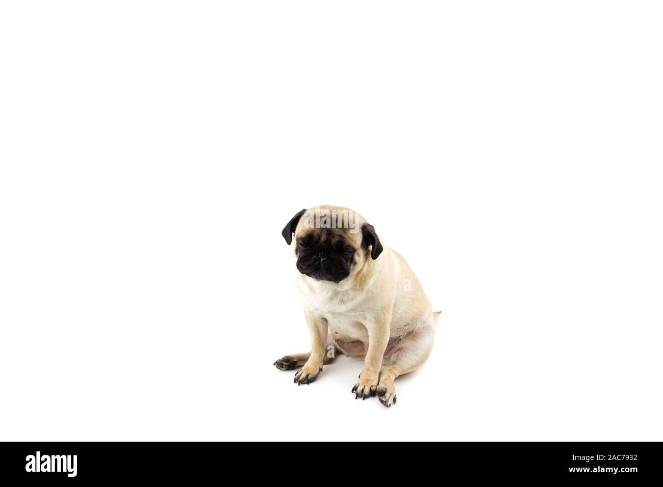 Cute pug dog looking innocent. Very sad dog isolated Stock Photo - Alamy