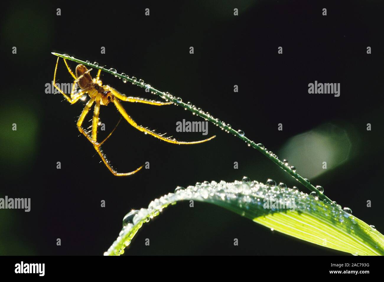 Herbstspinne, (Meta segmentata), Orbweaver Stock Photo - Alamy