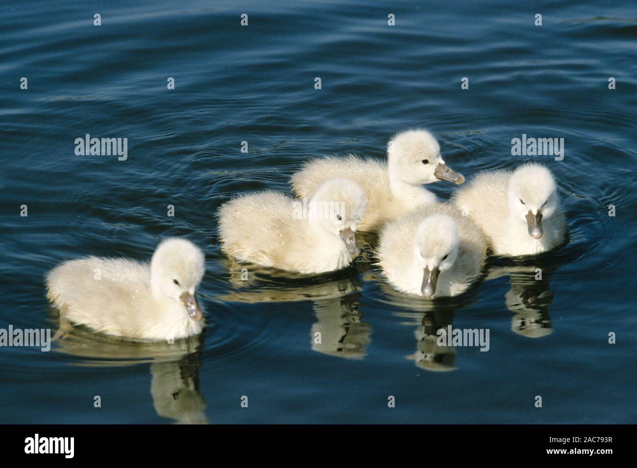 Junge schwane hi-res stock photography and images - Alamy