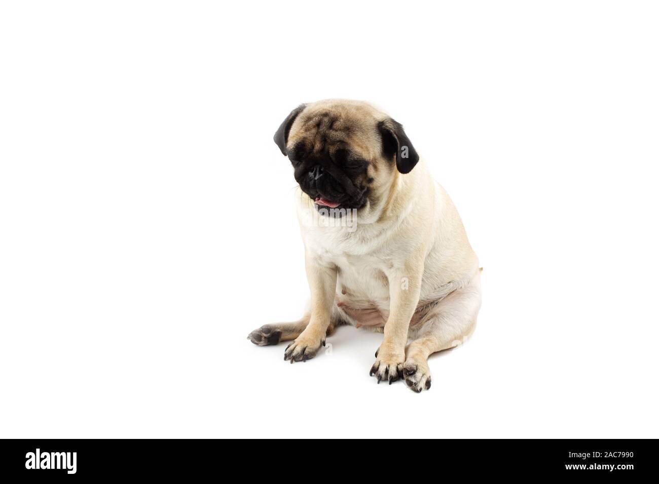 Cute pug dog looking innocent. Very sad dog isolated Stock Photo - Alamy