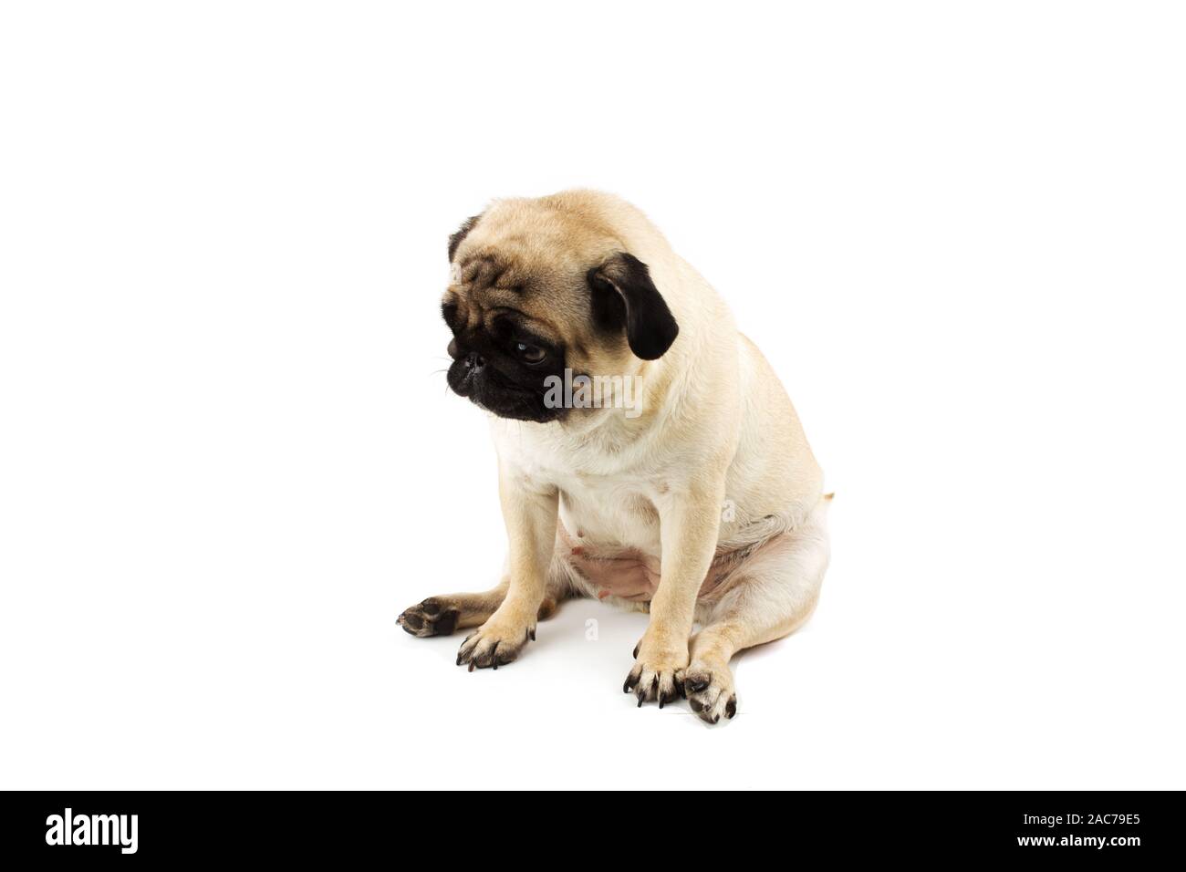 Cute pug dog looking innocent. Very sad dog isolated Stock Photo - Alamy
