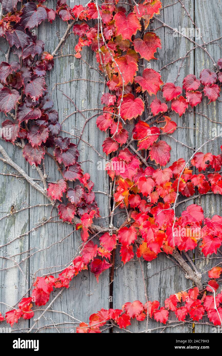 Vines with tendrils hi-res stock photography and images - Alamy
